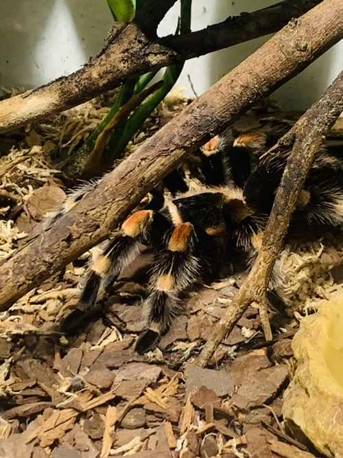 Dubai shore excursions: The Green Planet